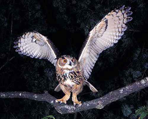 Eule in der Nacht