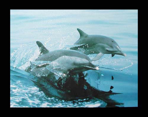 Zwei Delfine springen nach rechts Poster 40x50 | Fantastic Pictures