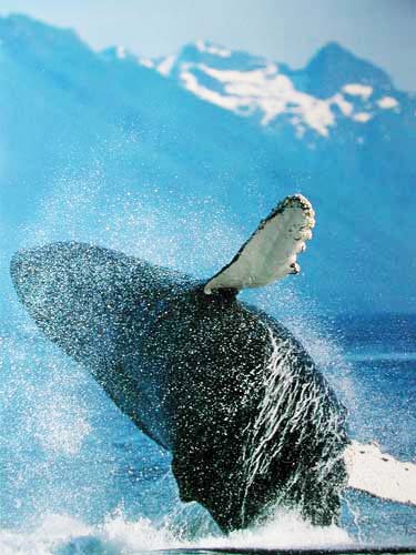 Springender Buckelwal Poster im Hochformat 40x50 cm | Fantastic Pictures