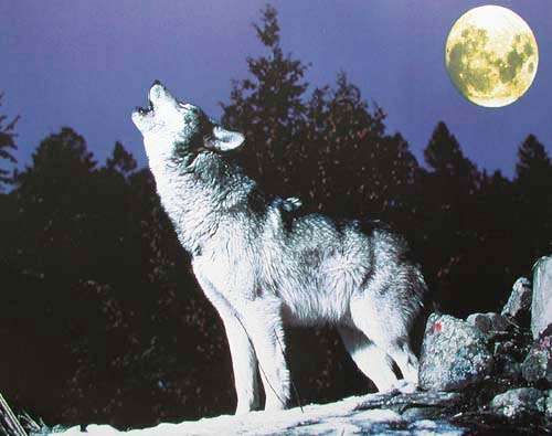 Heulender Wolf bei Vollmond Poster 40x50 | Fantastic Pictures