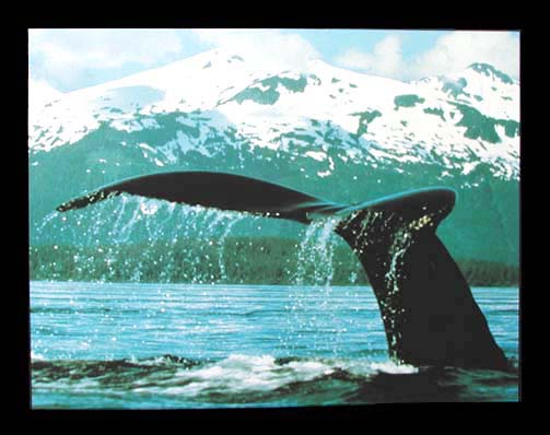 Buckelwal Poster 50x40 cm | Fantastic Pictures