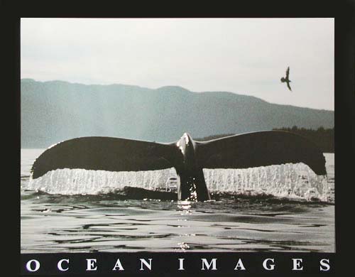 Buckelwal schwarz-weißes Poster 50x40 cm | Fantastic Pictures